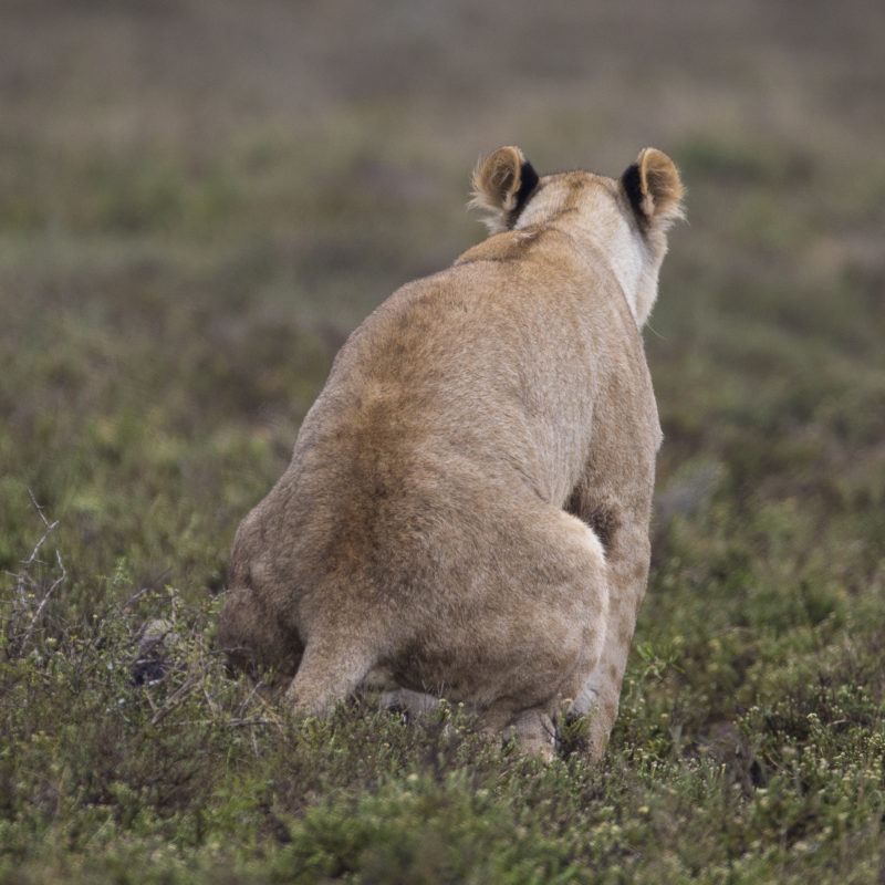 PISS AND POO CALENDAR – Color Purple